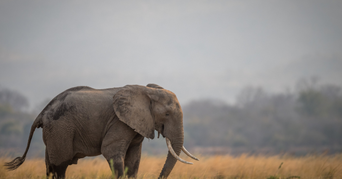 World Earth Day - ArtsInLibraries